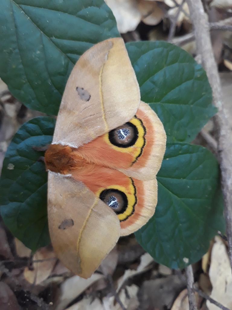 Eyed Silkmoths from Cleopha Island, Nayarit on December 4, 2019 at 02: ...