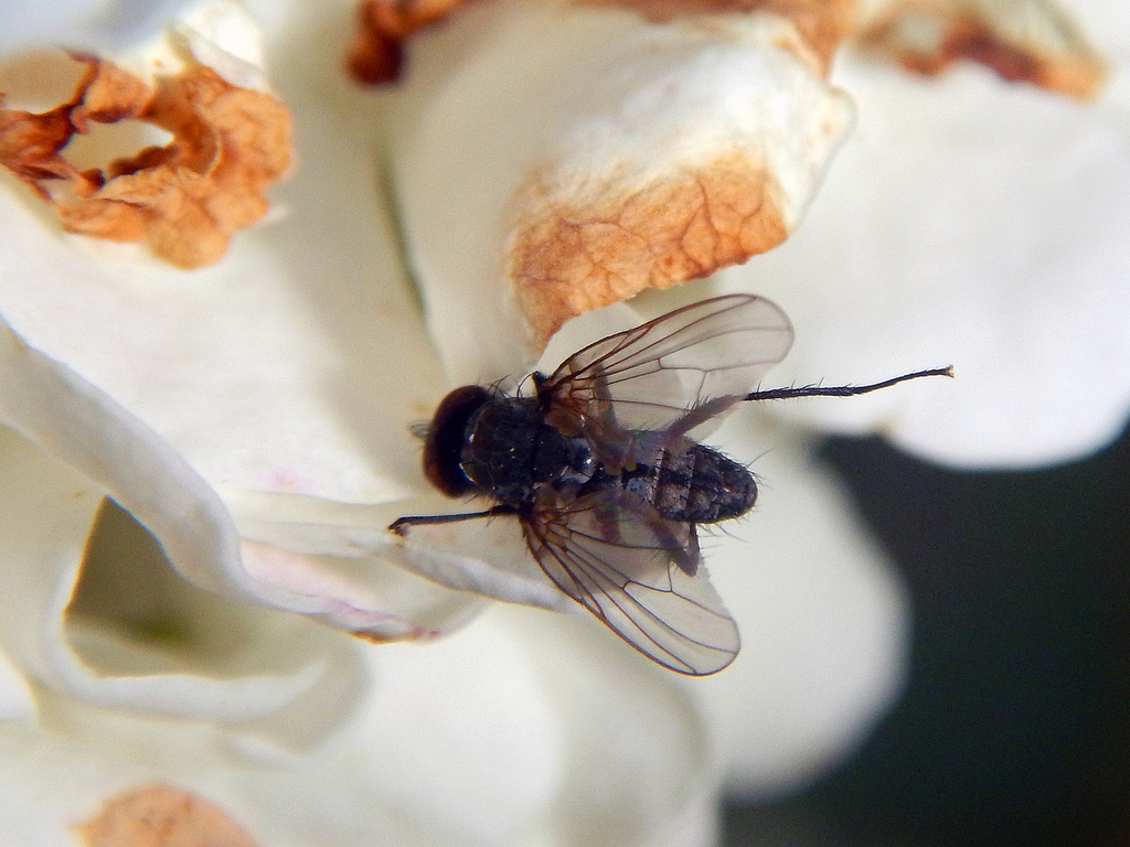 Root-maggot Flies from Liri 370 06, Greece on April 27, 2017 at 04:11 ...