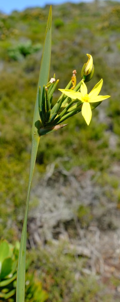 Bobartia gladiata major (Peninsula Sandstone Fynbos) · iNaturalist