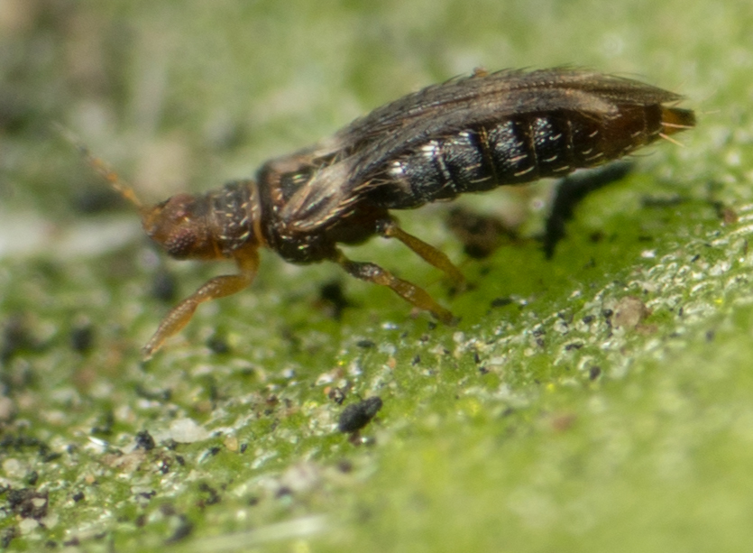 Hercinothrips femoralis (Reuter, 1891)