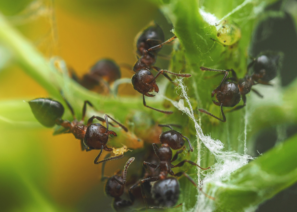Hairy-headed Acrobat Ant from Parkview Dr, Laurens, SC, US on April 27 ...