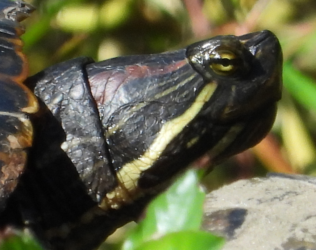 Red-eared Slider from Silver Spring, MD, USA on September 12, 2025 at ...
