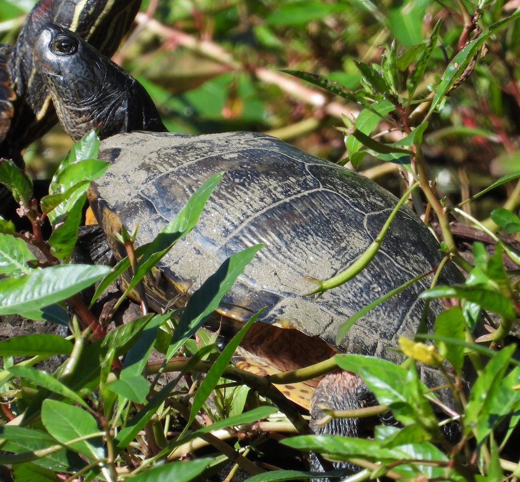 Red-eared Slider from Silver Spring, MD, USA on September 12, 2025 at ...