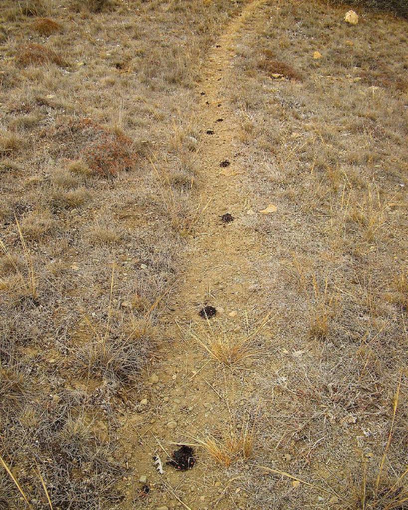 Eurasian Brown Bear from Maneh Va Samalqan, North Khorasan Province ...