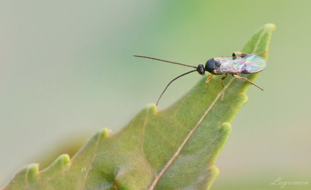 Cabbage White Parasitoid Wasp (insects of mumbai) · iNaturalist