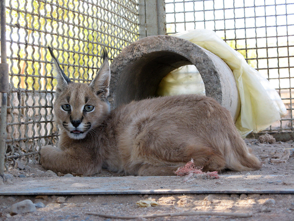 Asian Caracal (Caracal caracal schmitzi) - Know Your Mammals