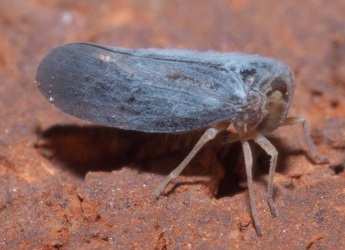 Cedusa californica · iNaturalist