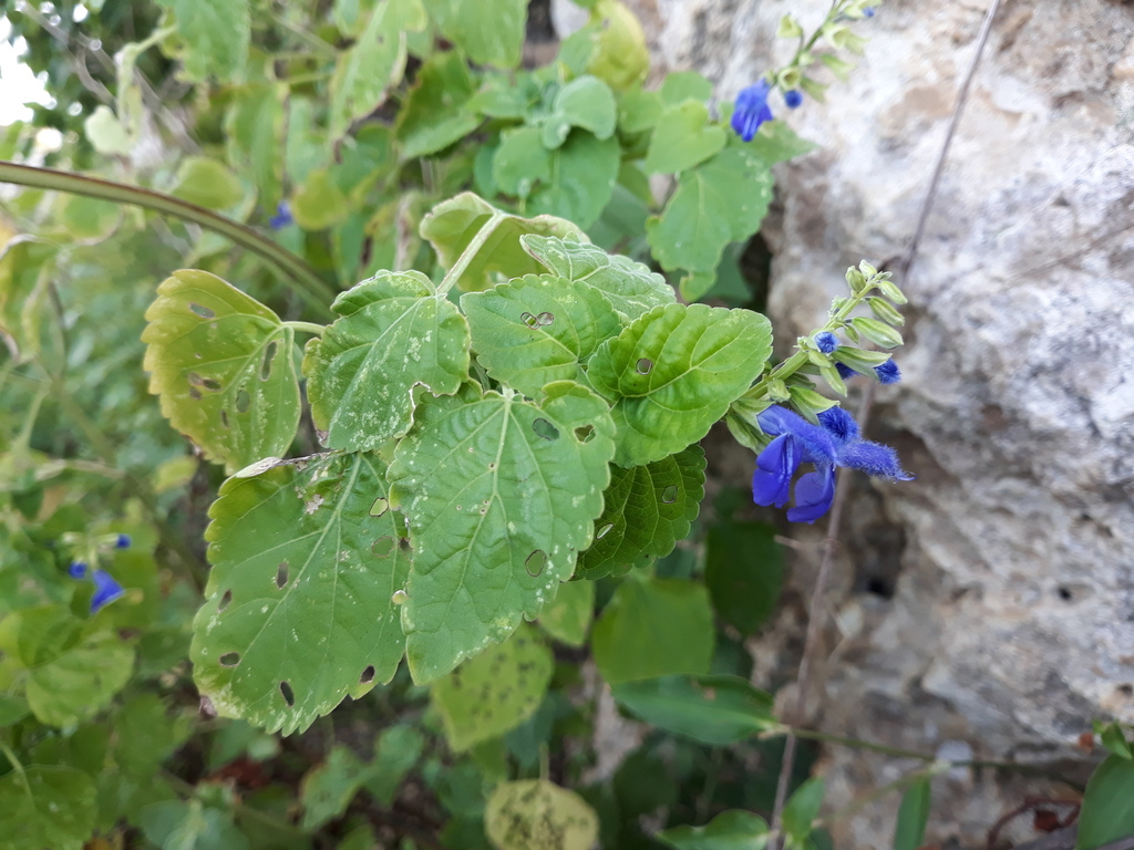Salvia prasiifolia from Cleopha Island, Nayarit on December 6, 2019 at ...