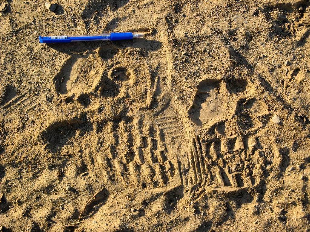 Persian Leopard (Panthera pardus tulliana) - Know Your Mammals