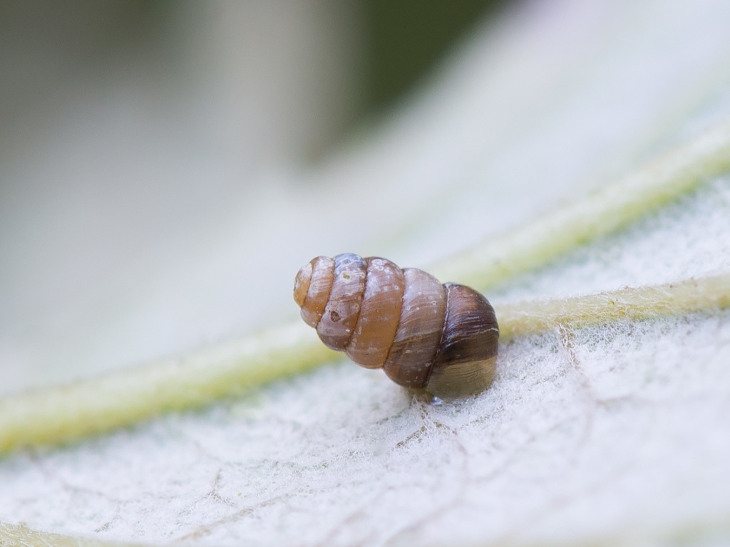 Toothless Chrysalis-snail (Snails of Ontario) · iNaturalist