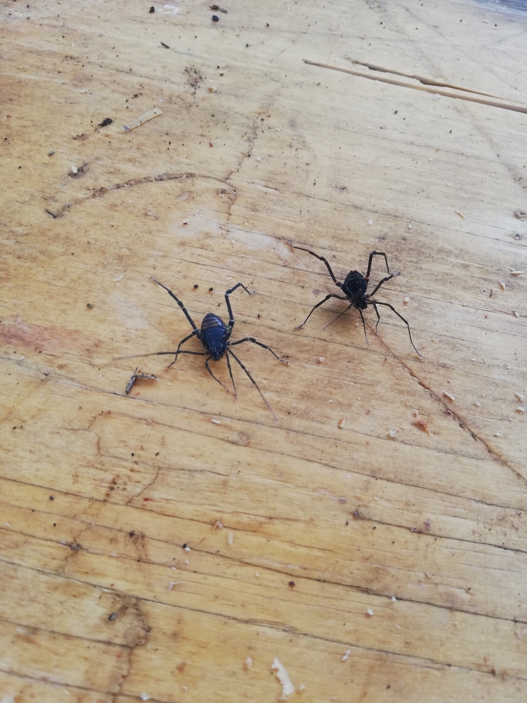 Sadocus asperatus in November 2019 by Benjamin Silva Ahumada · iNaturalist