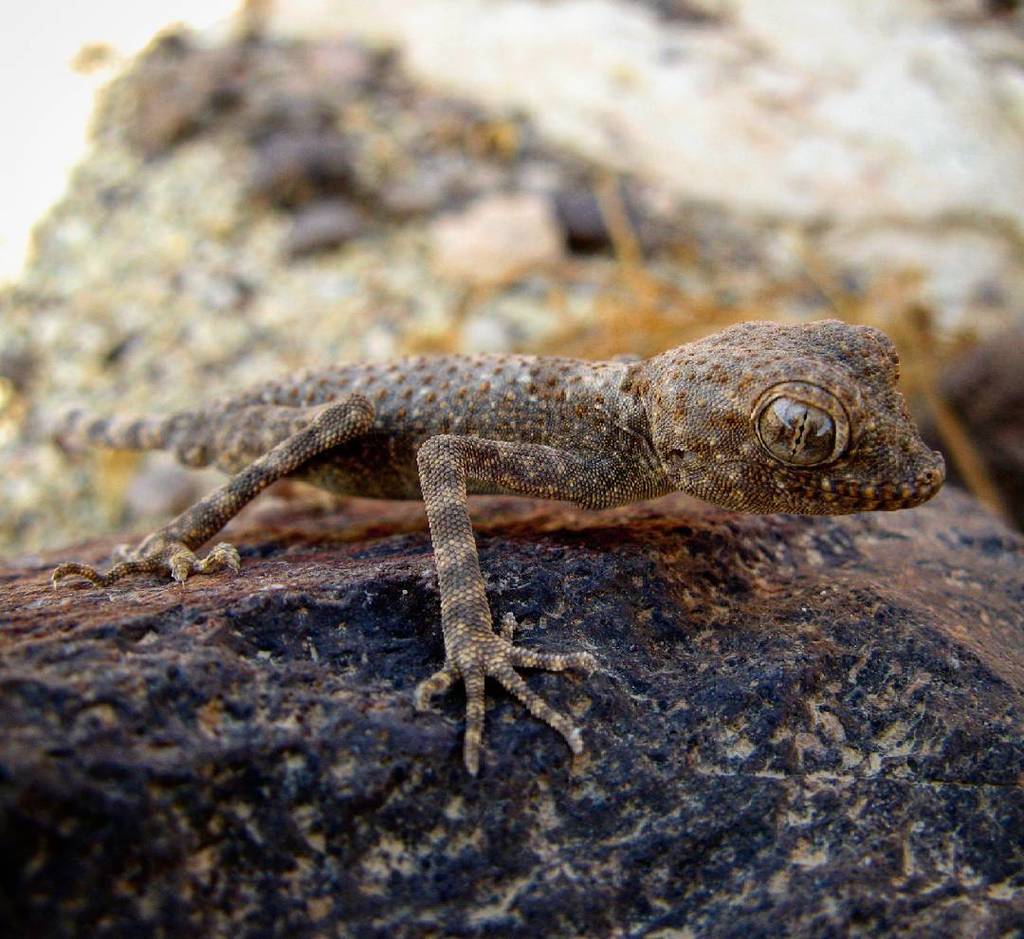 Persian Spider Gecko from Garmsar, Semnan Province, Iran on September ...