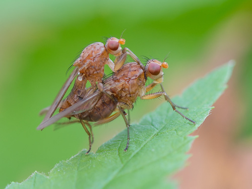 Suillia humilis · iNaturalist