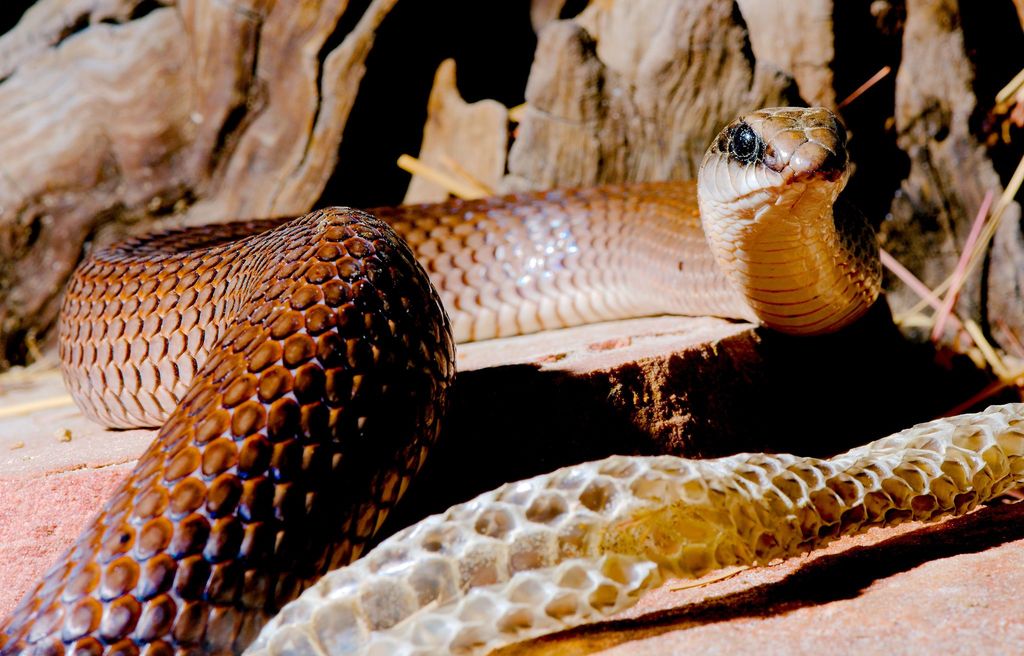 Western Rufous Beaked Snake (Snakes of Niger) · iNaturalist