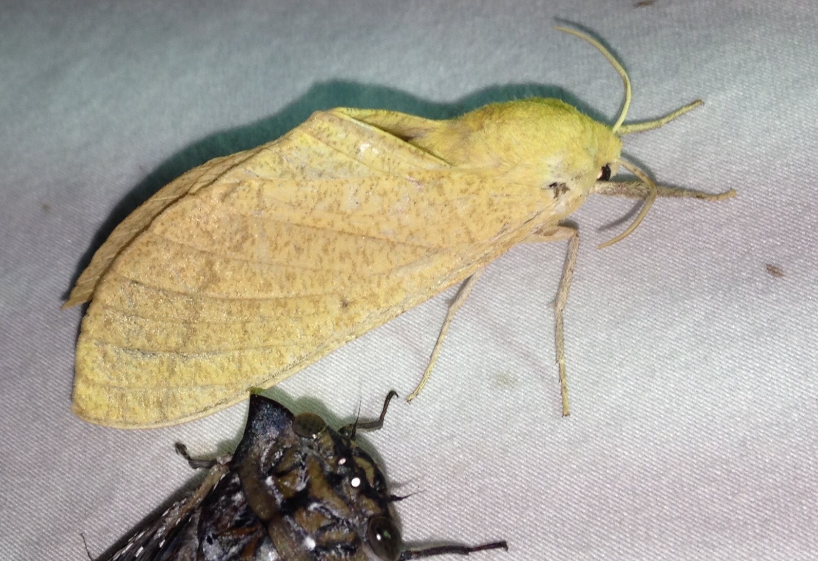 Neoclanis Carcasson, 1968