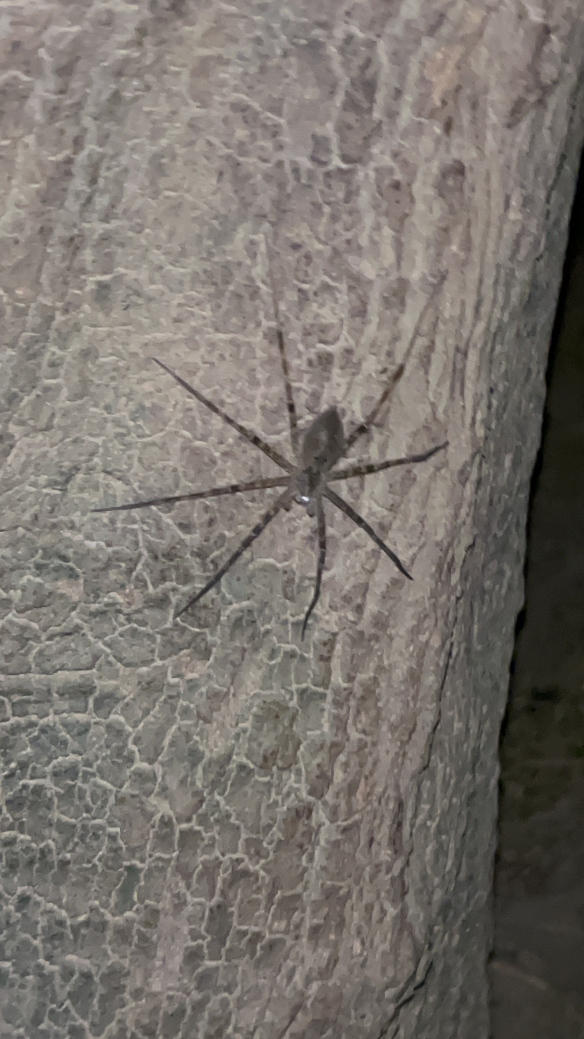 Giant Water Spider Size