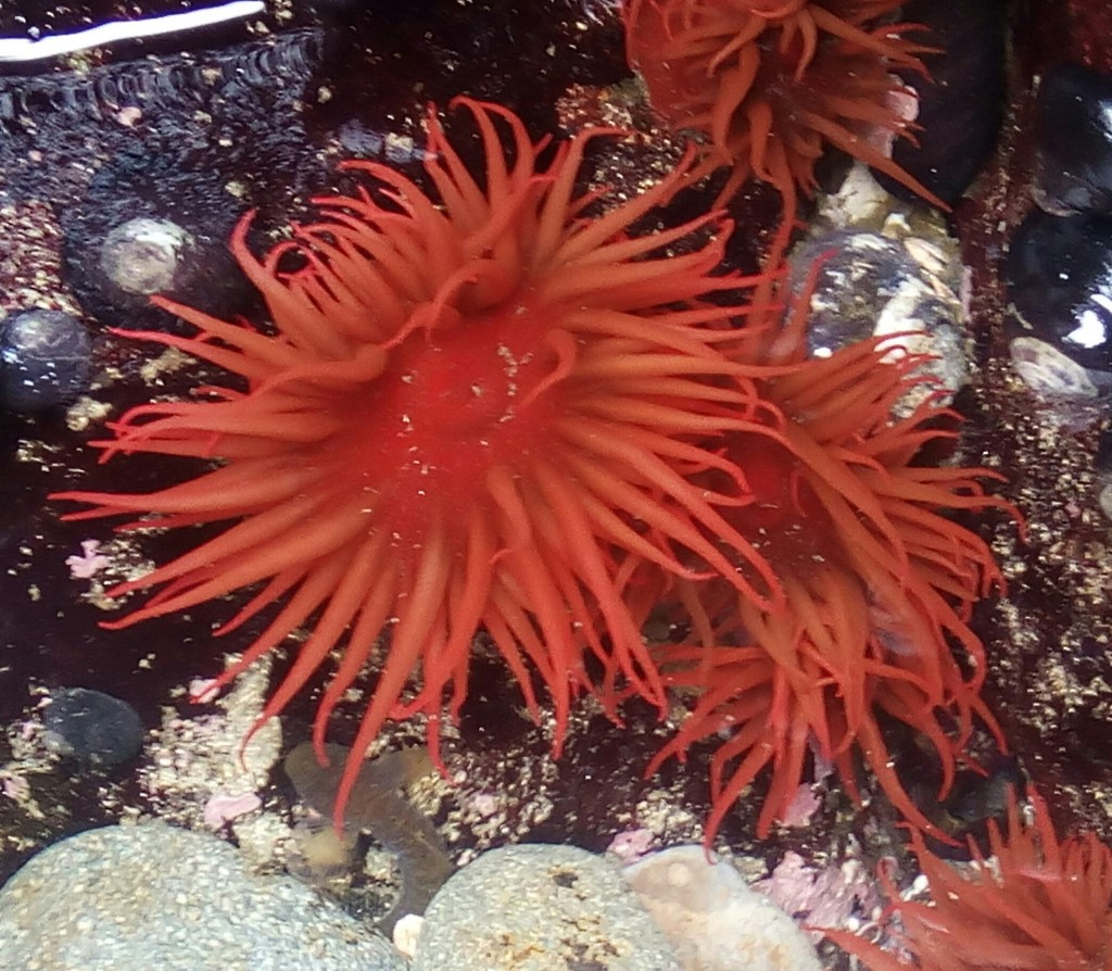 Anemonia alicemartinae from bahía cocholgue, concepcion, chile on ...
