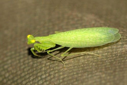 Genus Chloromantis · iNaturalist United Kingdom