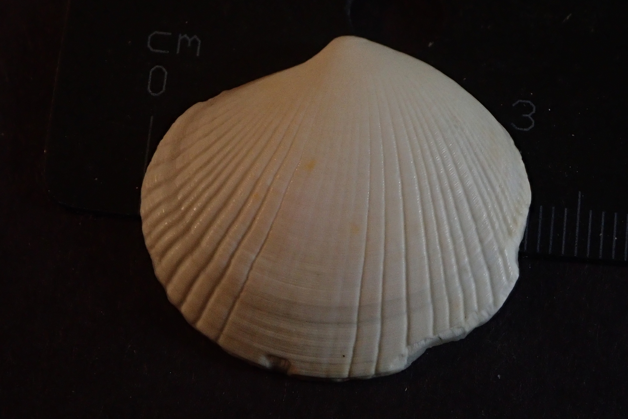 Codakia punctata (Linnaeus, 1758)