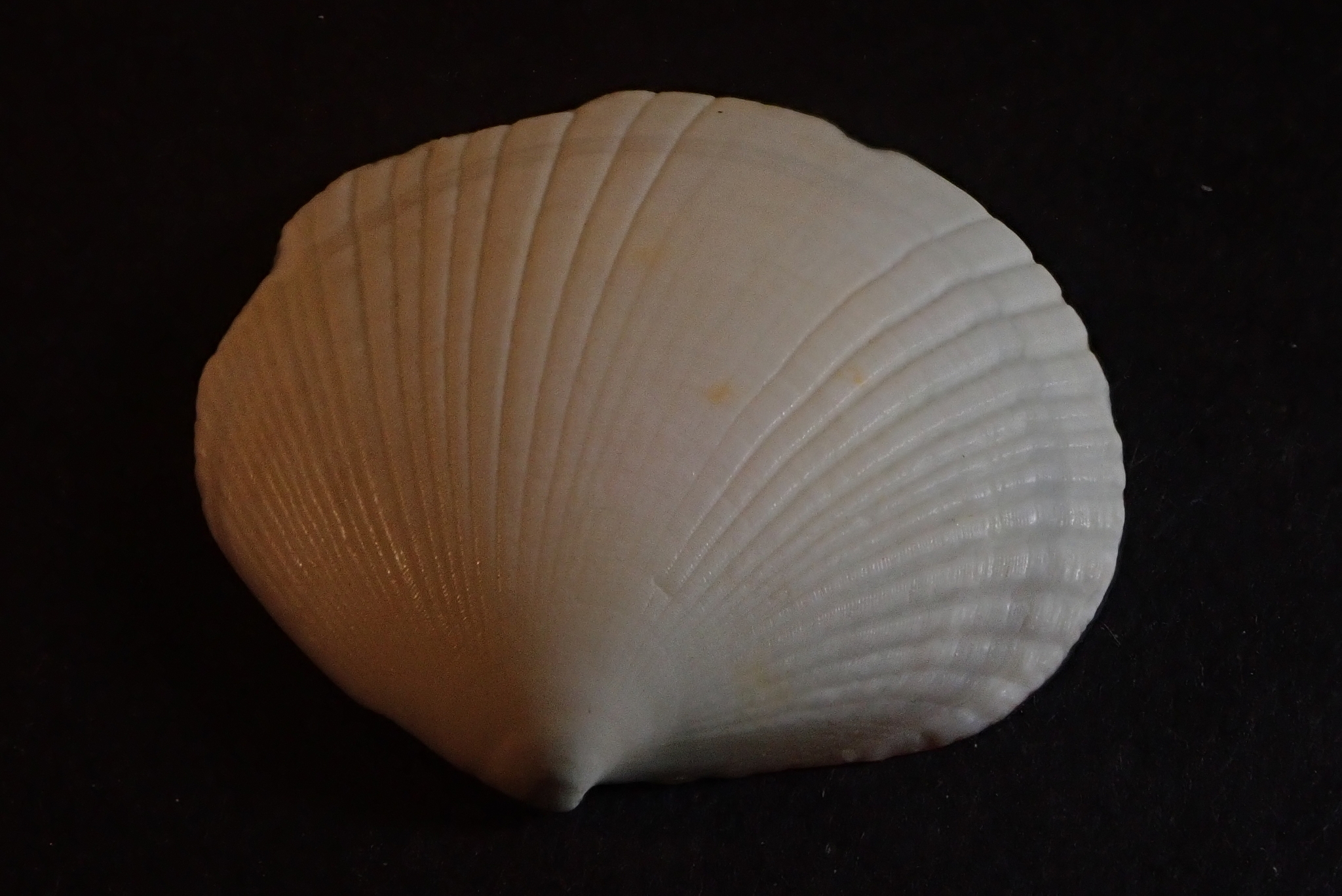 Codakia punctata (Linnaeus, 1758)