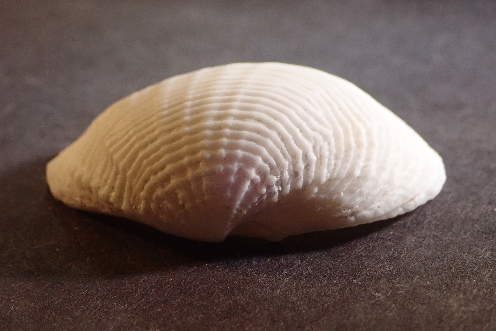 Fimbria fimbriata (Linnaeus, 1758)