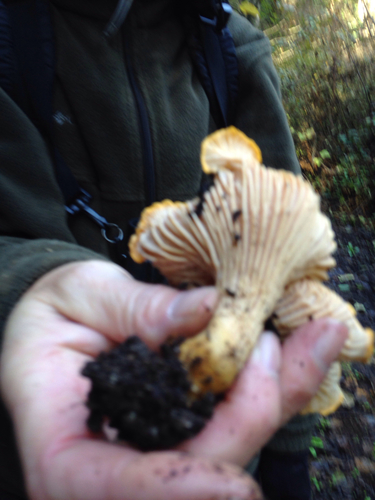 Observations by slwalker · iNaturalist