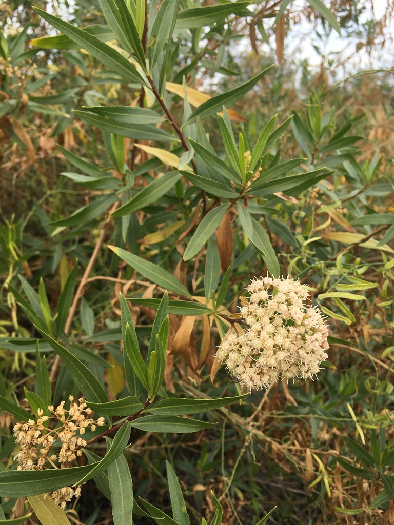 mule fat from S 99th Ave, Phoenix, AZ, US on November 24, 2019 at 09:45 ...