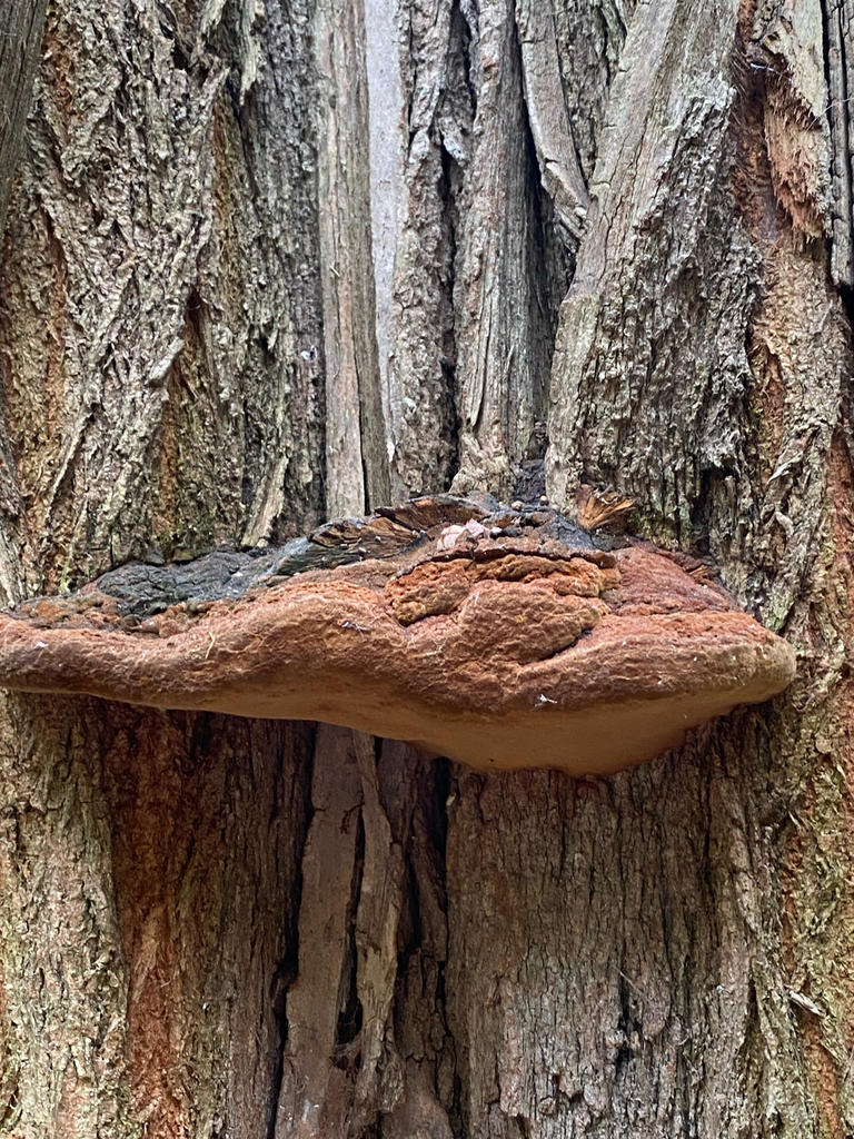 Cracked Cap Polypore from Trumansburg, NY, US on September 19, 2025 at ...