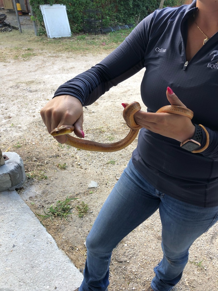 Eastern Ratsnake from Southwest Ranches, FL, USA on March 21, 2019 at ...