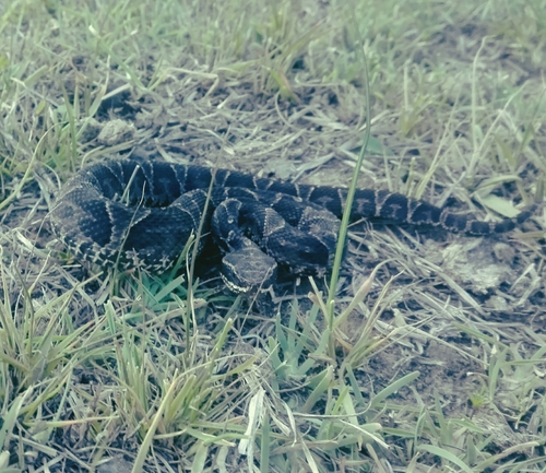 Jonathan's Lancehead (Bothrops jonathani) - Snakes and Lizards