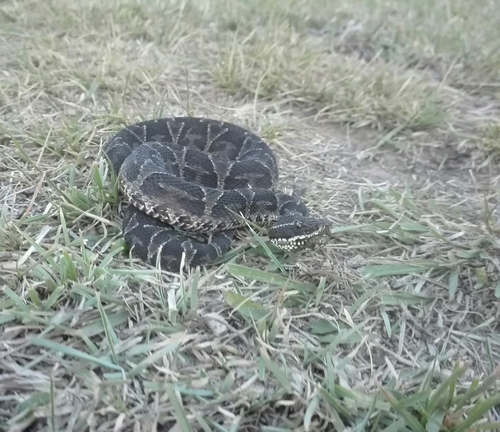 Jonathan's Lancehead (Bothrops jonathani) - Snakes and Lizards
