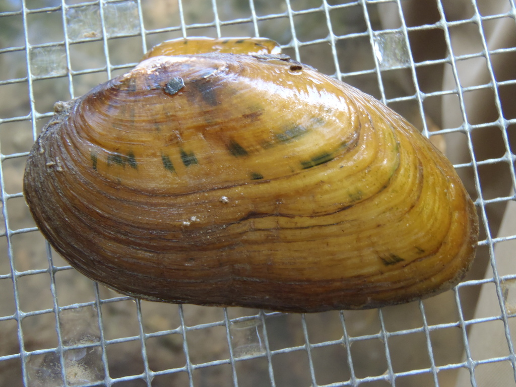 Kidneyshell (Freshwater Mussels of the French Creek Watershed ...