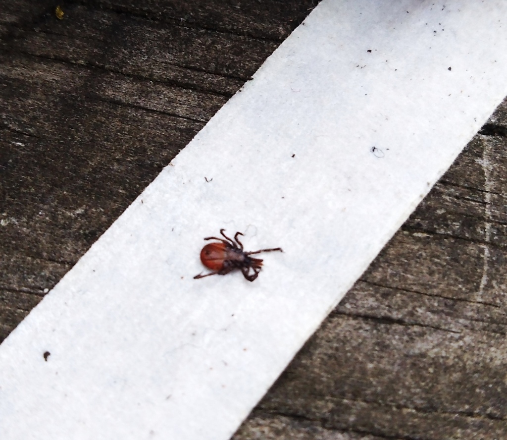 Ixodes from San Pedro Garza García, MX-NL, MX on November 19, 2019 at ...