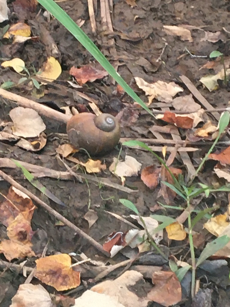 Island Apple Snail from City Center, Sugar Land, TX, US on November 24 ...