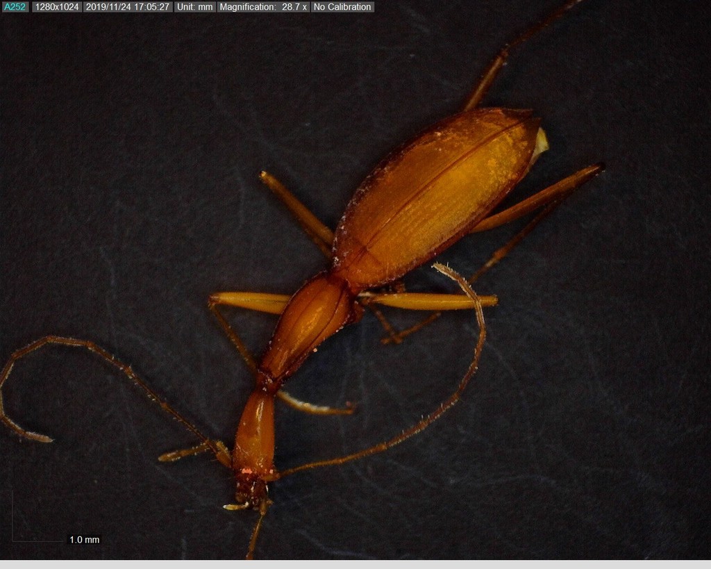 Rhadine noctivaga in November 2019 by Isaac Lord. Found in a cave ...