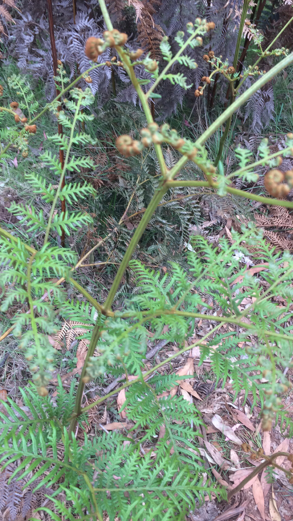 Austral Bracken (Pteridium esculentum) - Botanical Realm