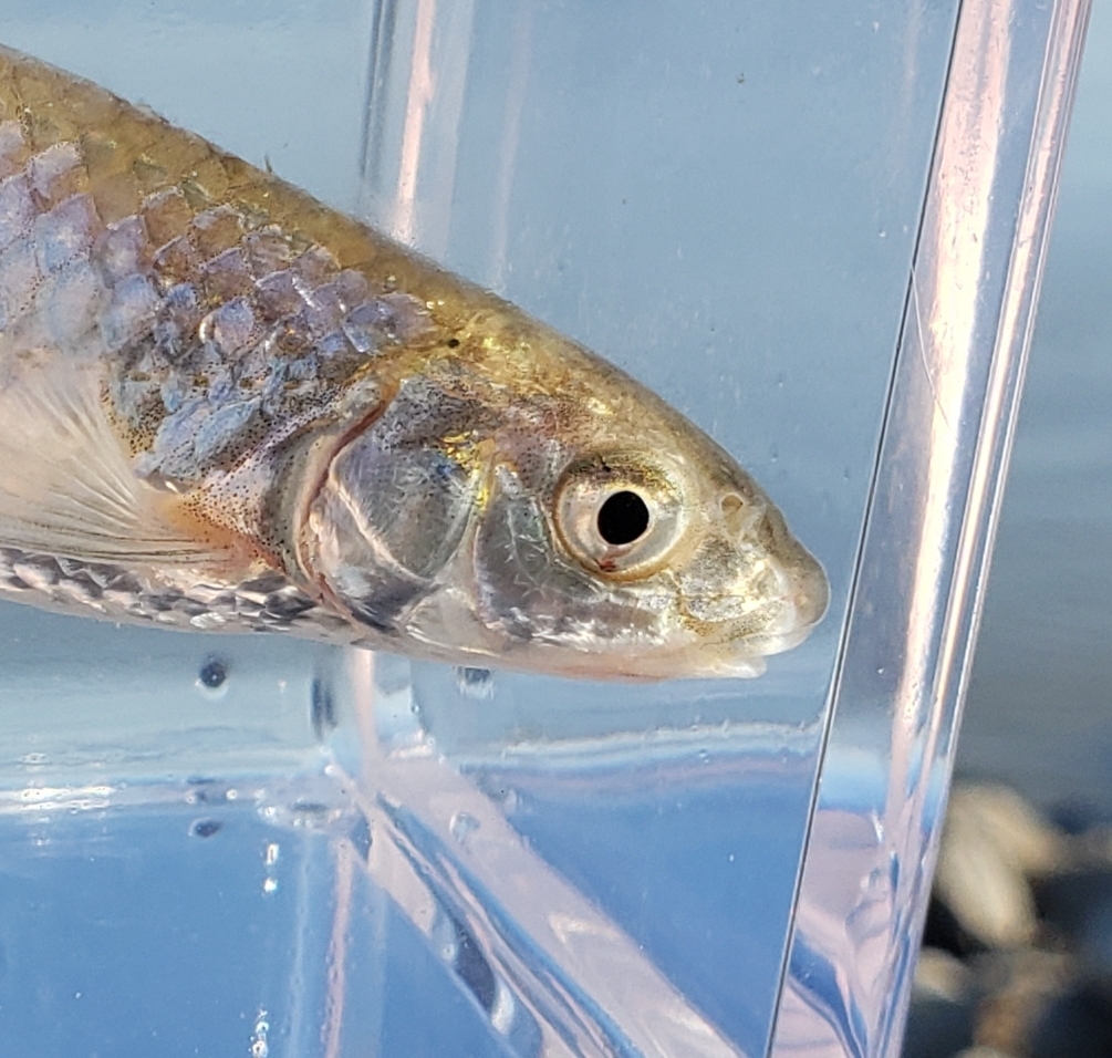 Silvery Minnows (Hybognathus) - Marine Life Identification