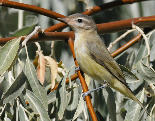 Western Warbling Vireo (Subspecies Vireo gilvus swainsoni) · iNaturalist