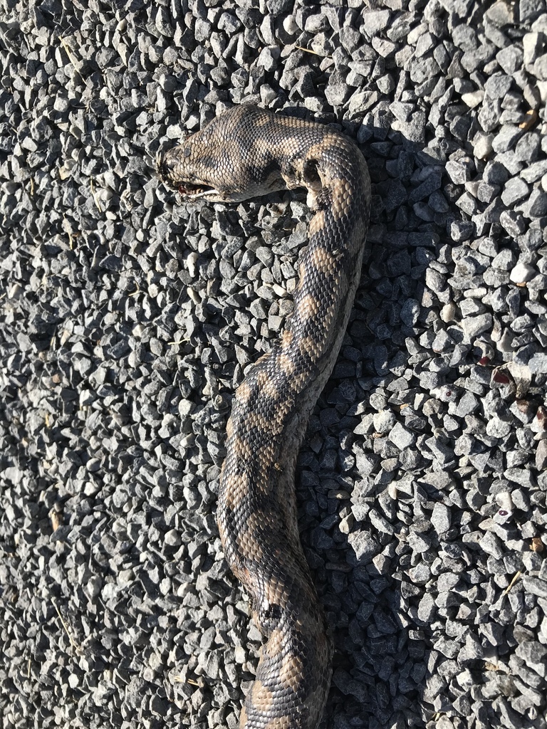Inland Carpet Python in November 2019 by Dylan McWhinney · iNaturalist
