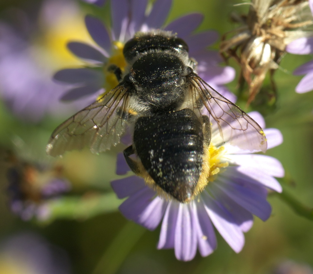 Leafcutter, Mortar, and Resin Bees from Panther Swamp National Wildlife ...