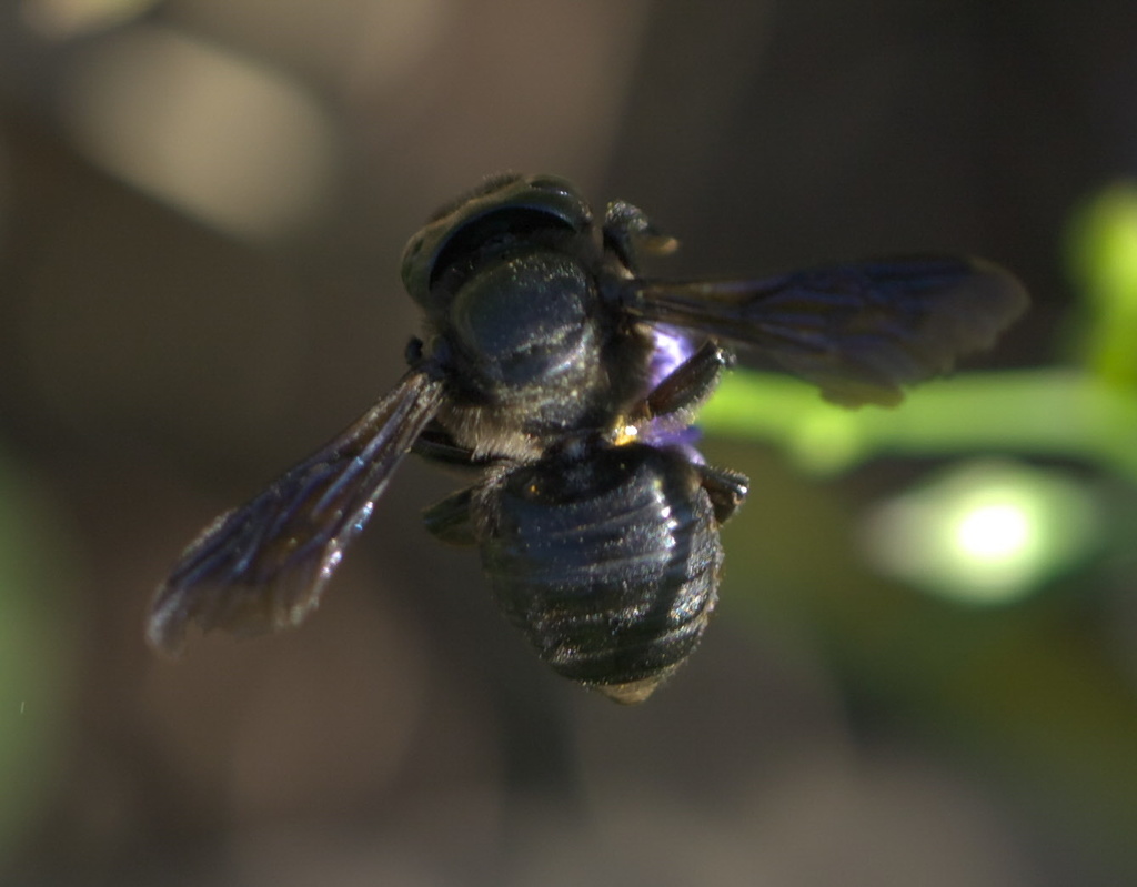 Carpenter-mimic Leafcutter Bee from Panther Swamp National Wildlife ...