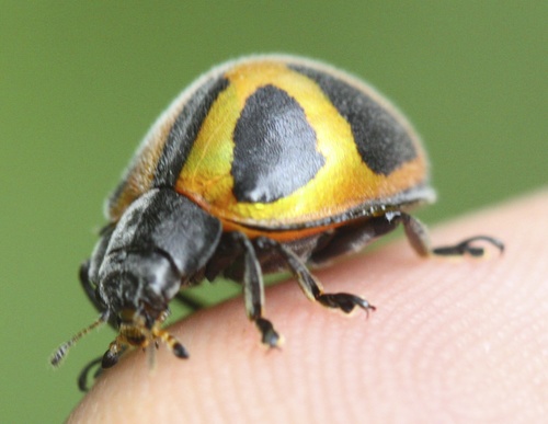 Epilachna radiata · iNaturalist Mexico
