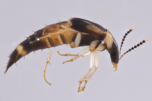 Lordithon anticus · iNaturalist