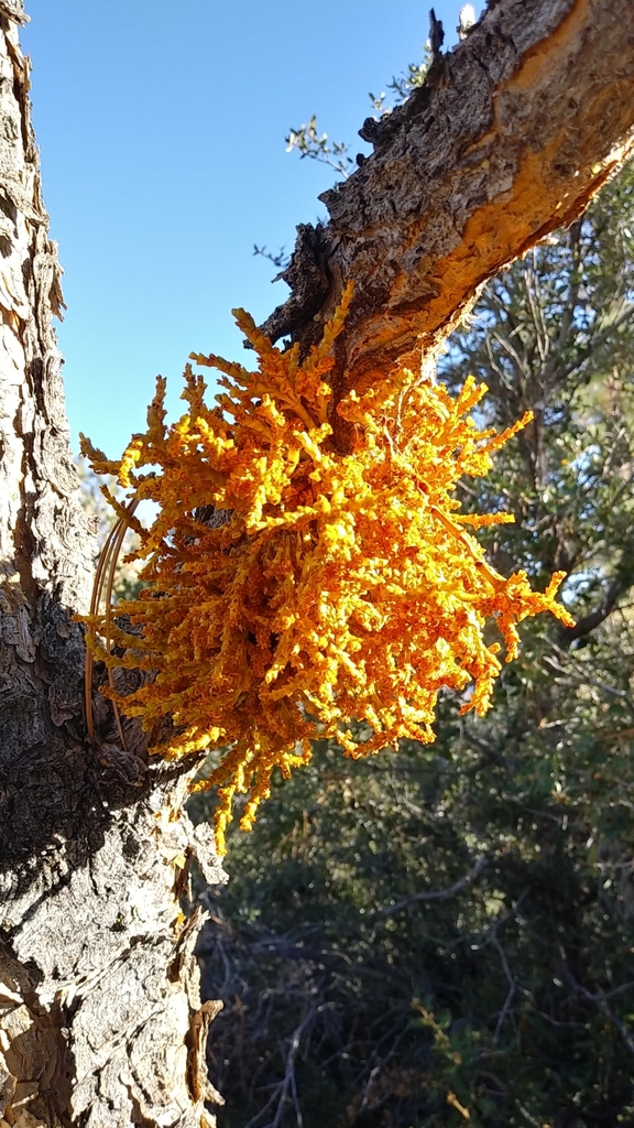 Western Dwarf-Mistletoe from Alder Saddle on November 24, 2019 at 08:38 ...