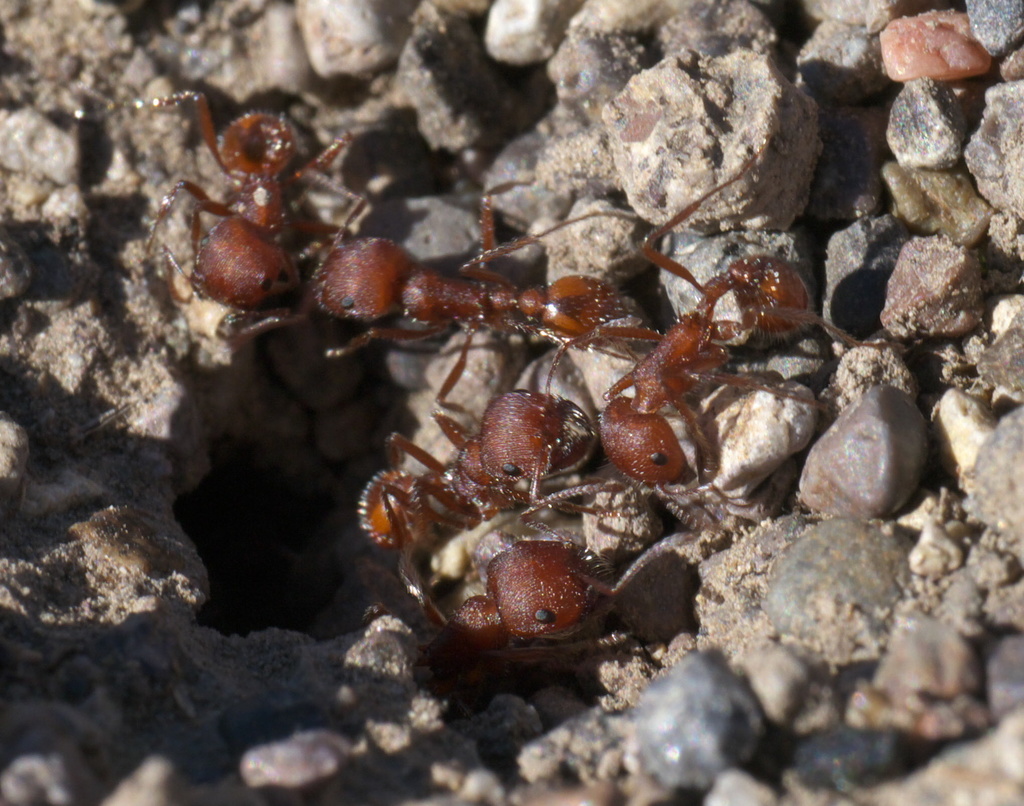 Western Harvester Ant from Southeast of Alamosa, CO on September 14 ...