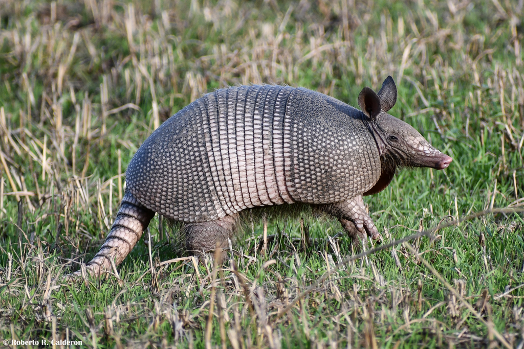 Nine-banded Armadillo (Dasypus novemcinctus) - Know Your Mammals