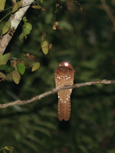 Rufous Potoo (The Birds of the Yasuni) · iNaturalist