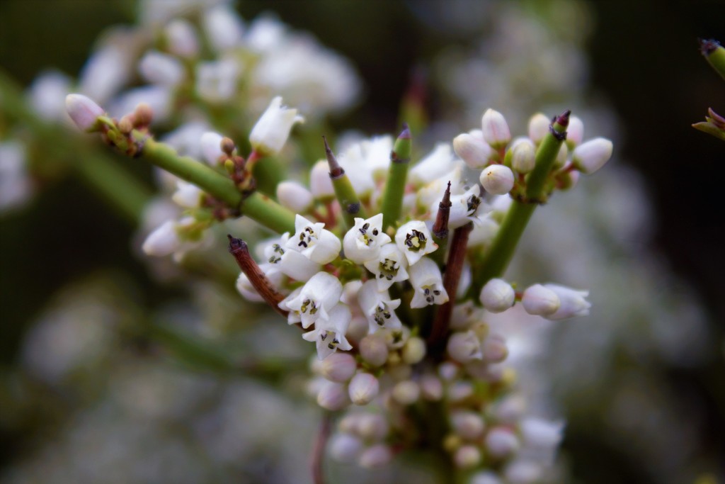 (Discaria articulata) - Botanical Realm
