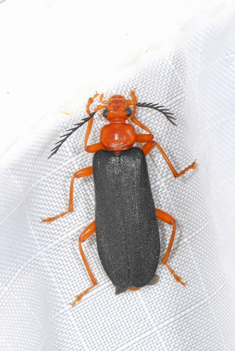 Fan-shaped Fire-colored Beetle (Neopyrochroa flabellata) · iNaturalist