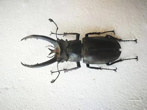 Lucanus planeti · iNaturalist
